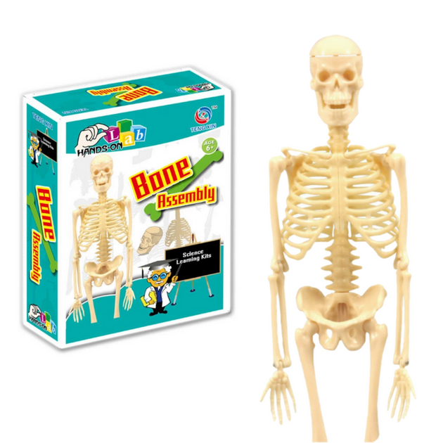 [Kit] Human Bone Assembly | Why2Wise